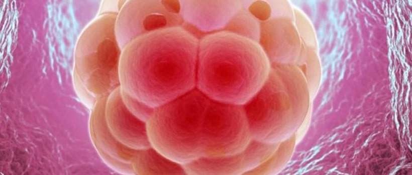 Blastokist Evre Embriyo Transferi - Prof. Dr. Banu Kumbak Aygün